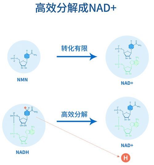 NADH是什么？与NMN有什么区别？_综合_健康一线资讯