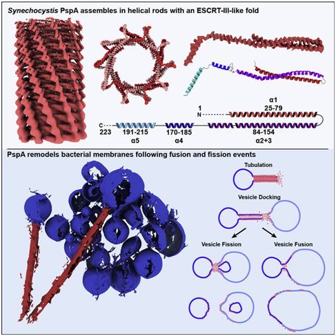 Cell：细菌膜蛋白PspA与人膜蛋白ESCRT-III具有惊人的结构相似性_生物科技_健康一线资讯
